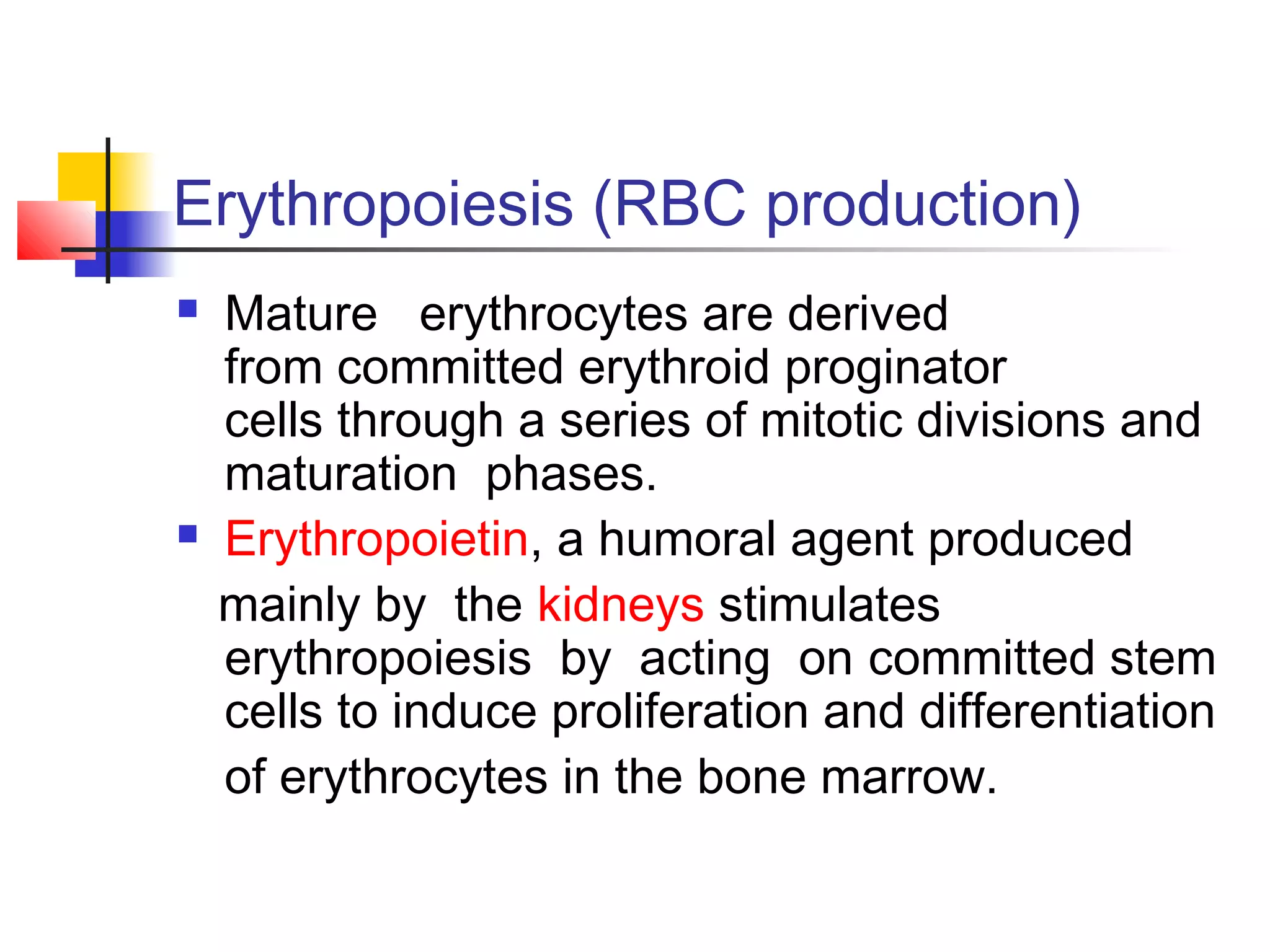 Structure and function of erythropoietic tissue | PPT