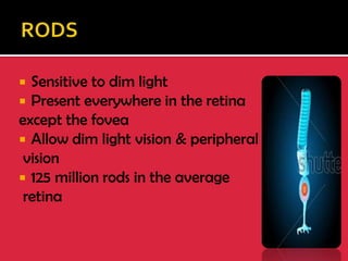 Structure and function of eye | PPTX