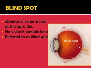 Structure and function of eye | PPTX