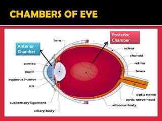 Structure and function of eye | PPTX