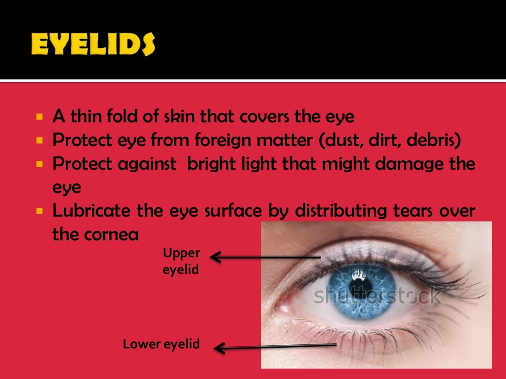 Structure And Function Of Eye Structure And Function Of Eye
