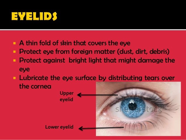 Structure and function of eye