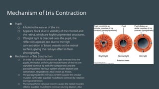Structure and Function of Eye - Isht, AA02.pptx