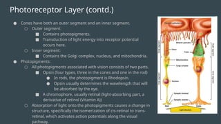 Structure and Function of Eye - Isht, AA02.pptx