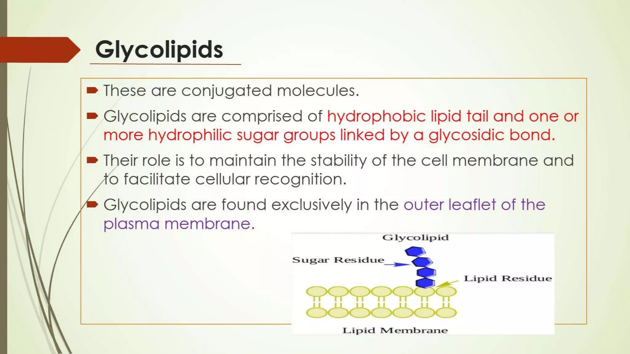 structure and function of glycolipid.pptx
