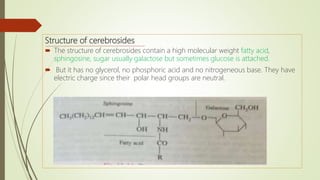 structure and function of glycolipid.pptx
