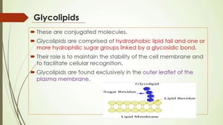 Glycolipid Molecule