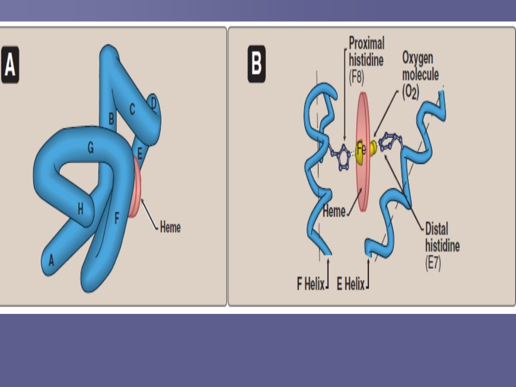 Structure And Function Of Hemoglobin