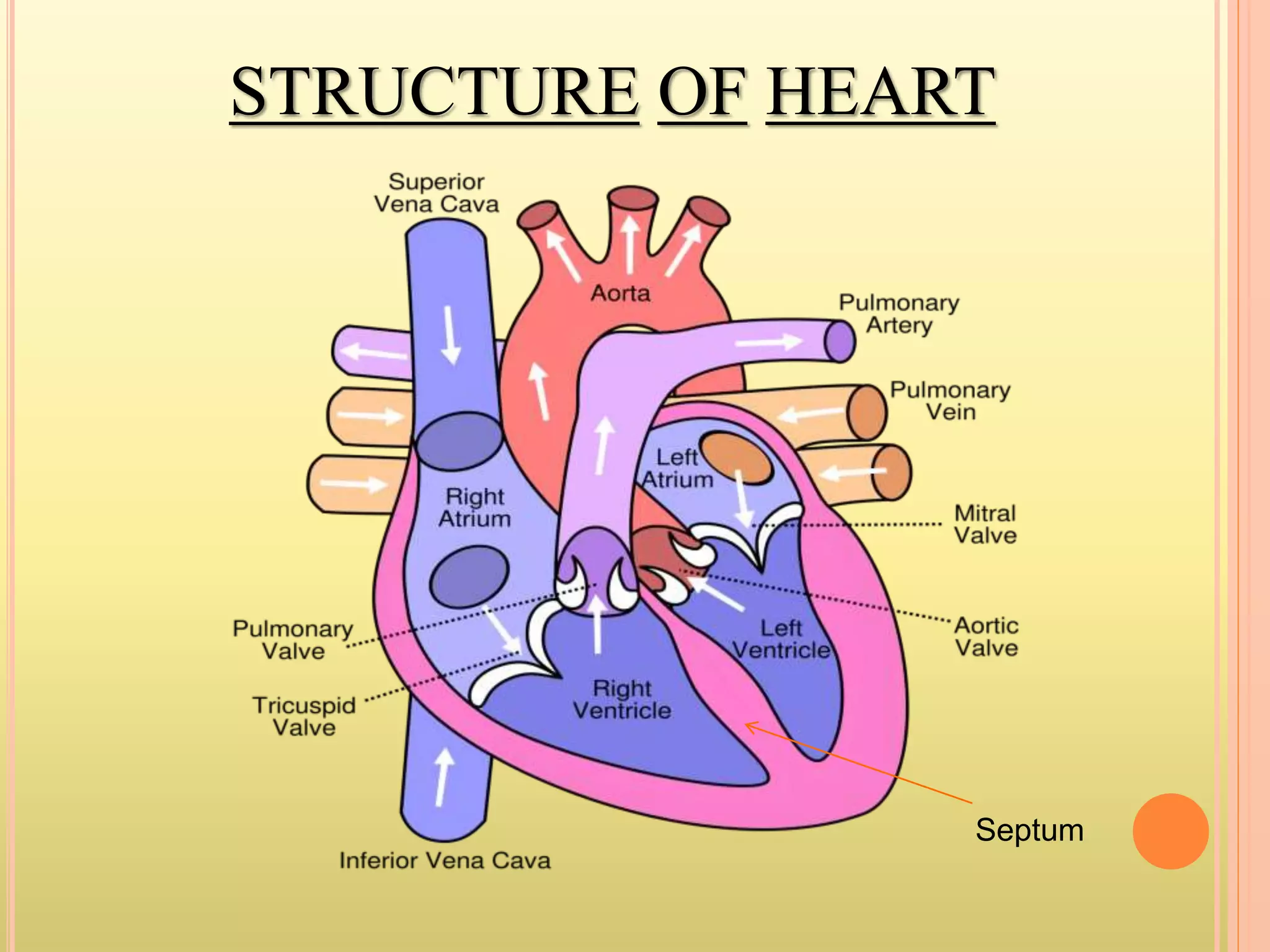 Structure and function of heart by Shashank Bandre Class 10 CBSE | PPTX