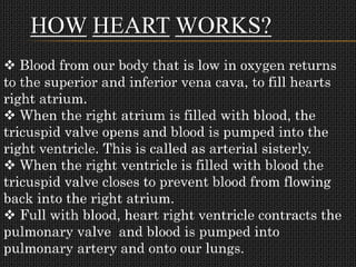 Structure and function of heart by Shashank Bandre Class 10 CBSE | PPTX