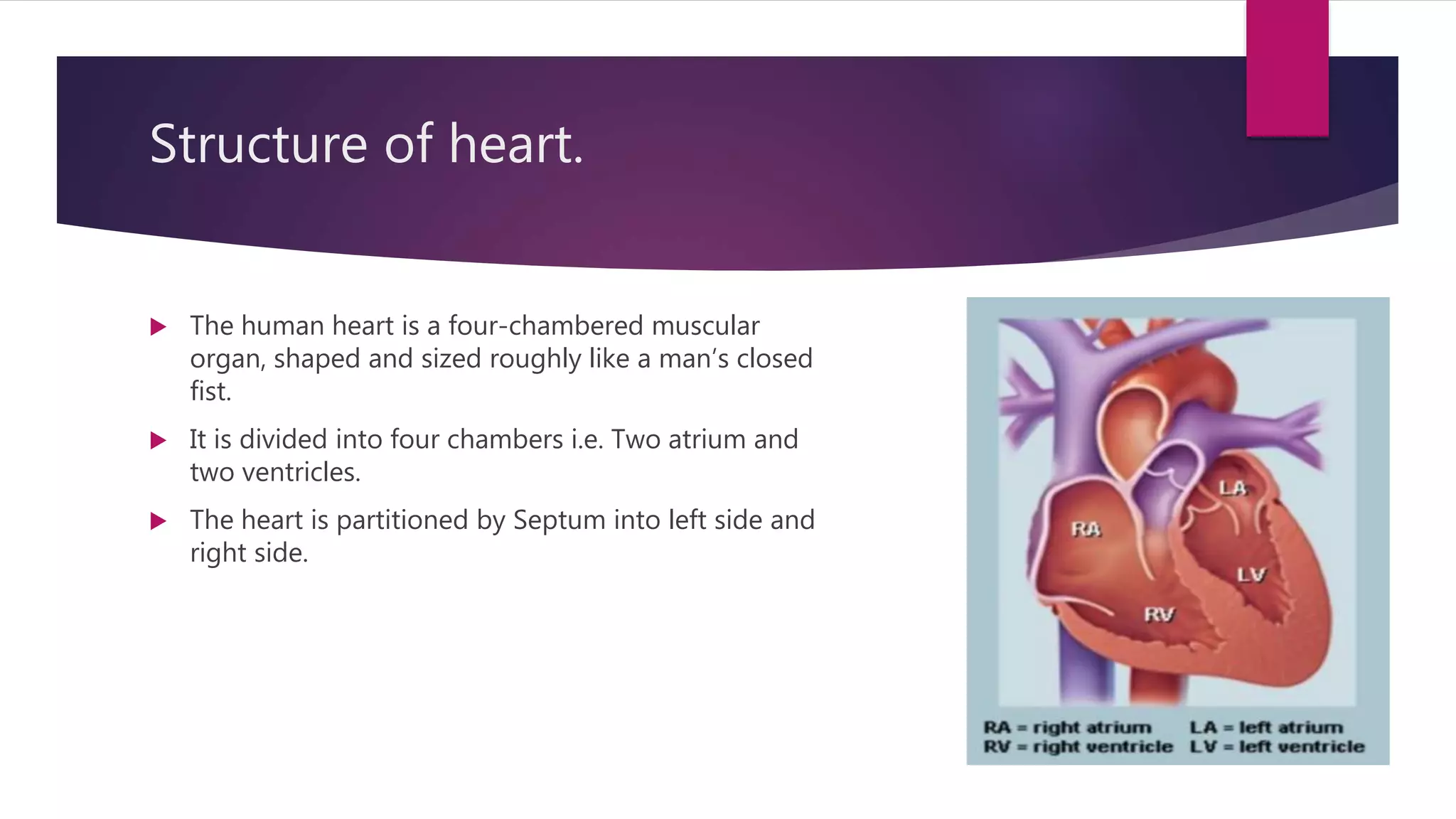 Structure and function of heart | PPTX
