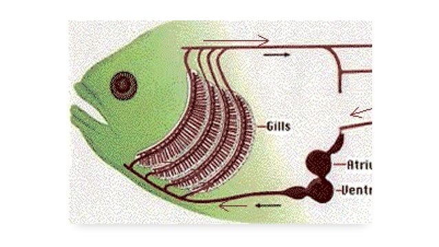 Structure and Function of Heart in Fishes.pptx