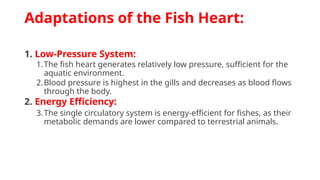 Structure and Function of Heart in Fishes.pptx