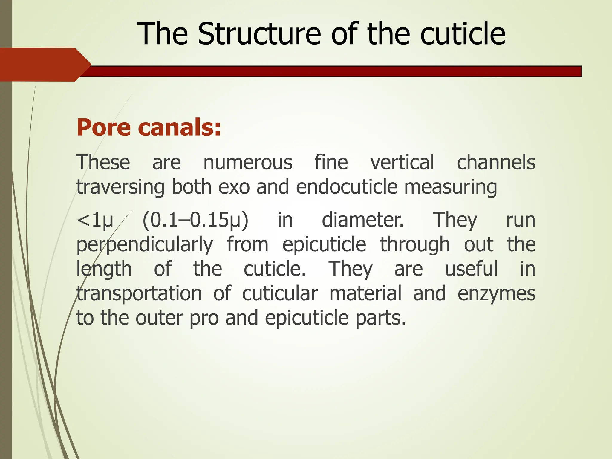 structure and function of insect cuticle. pptx | PPTX
