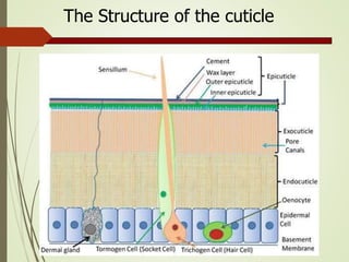 structure and function of insect cuticle. pptx | PPTX