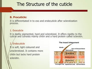 structure and function of insect cuticle. pptx | PPTX