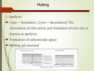 structure and function of insect cuticle. pptx | PPTX