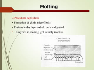 structure and function of insect cuticle. pptx | PPTX