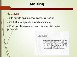 structure and function of insect cuticle. pptx | PPTX