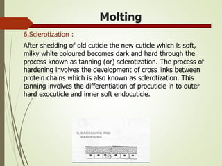 structure and function of insect cuticle. pptx | PPTX