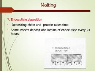 structure and function of insect cuticle. pptx | PPTX