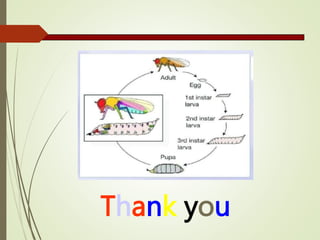 structure and function of insect cuticle. pptx | PPTX