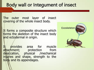 structure and function of insect cuticle. pptx | PPTX