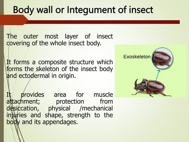structure and function of insect cuticle. pptx | PPTX