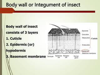 structure and function of insect cuticle. pptx | PPTX