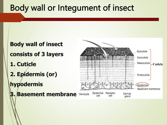structure and function of insect cuticle. pptx | PPTX