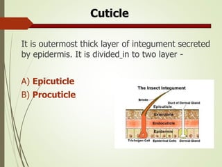 structure and function of insect cuticle. pptx | PPTX