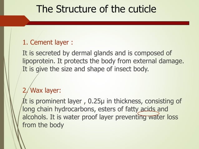 structure and function of insect cuticle. pptx | PPTX