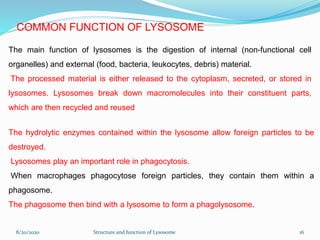 Lysosomes Structure
