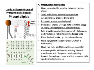 Structure And Function Of Macromolecules1 | PPT