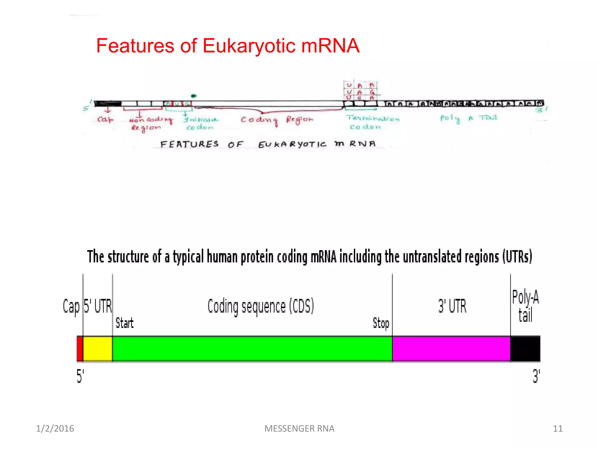 Structure And Function Of Messenger Rna Mrna Pptx Programming Languages Computing