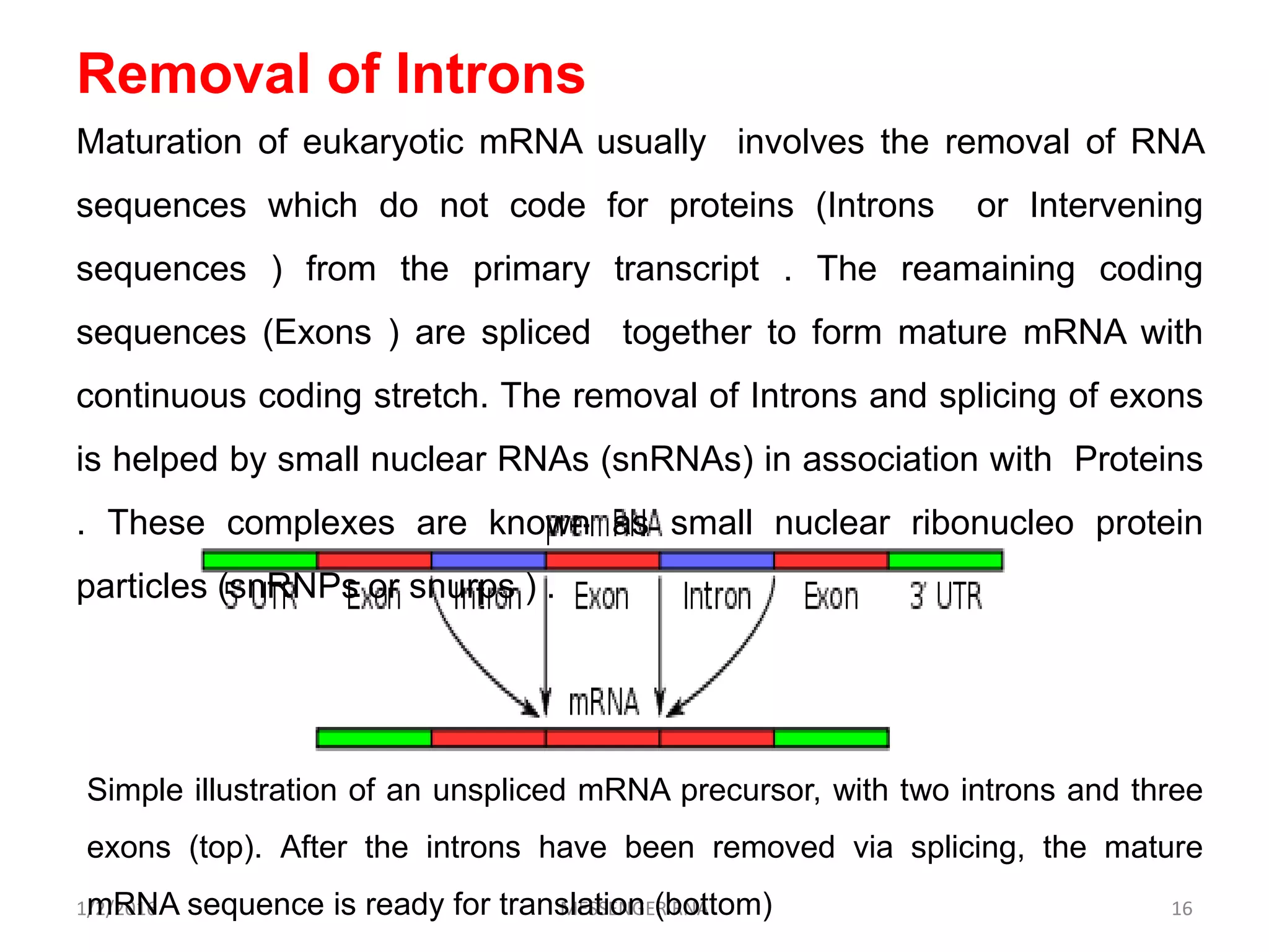 Structure And Function Of Messenger Rna Mrna Pptx Programming Languages Computing