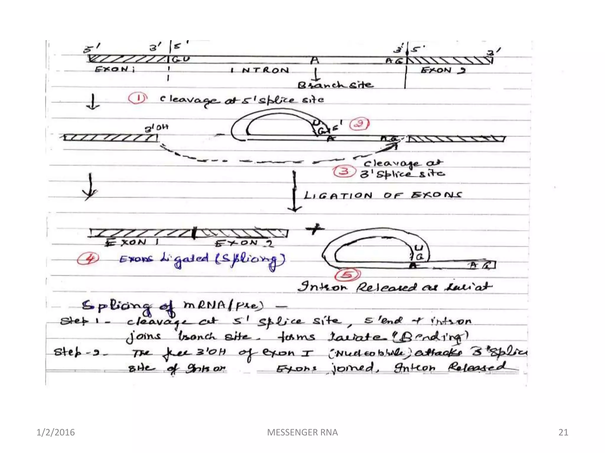 Structure And Function Of Messenger Rna Mrna Pptx Programming Languages Computing