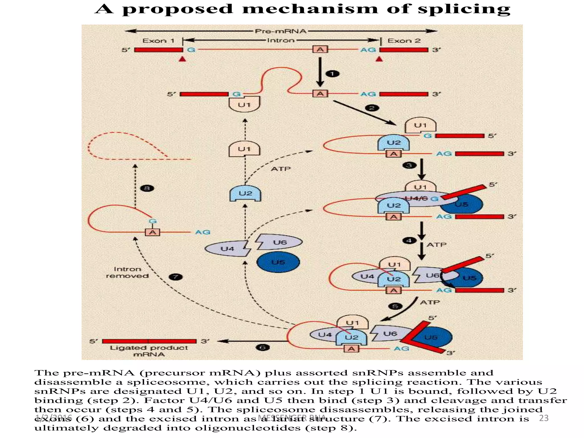 Structure and function of Messenger RNA (mRNA ) | PPTX