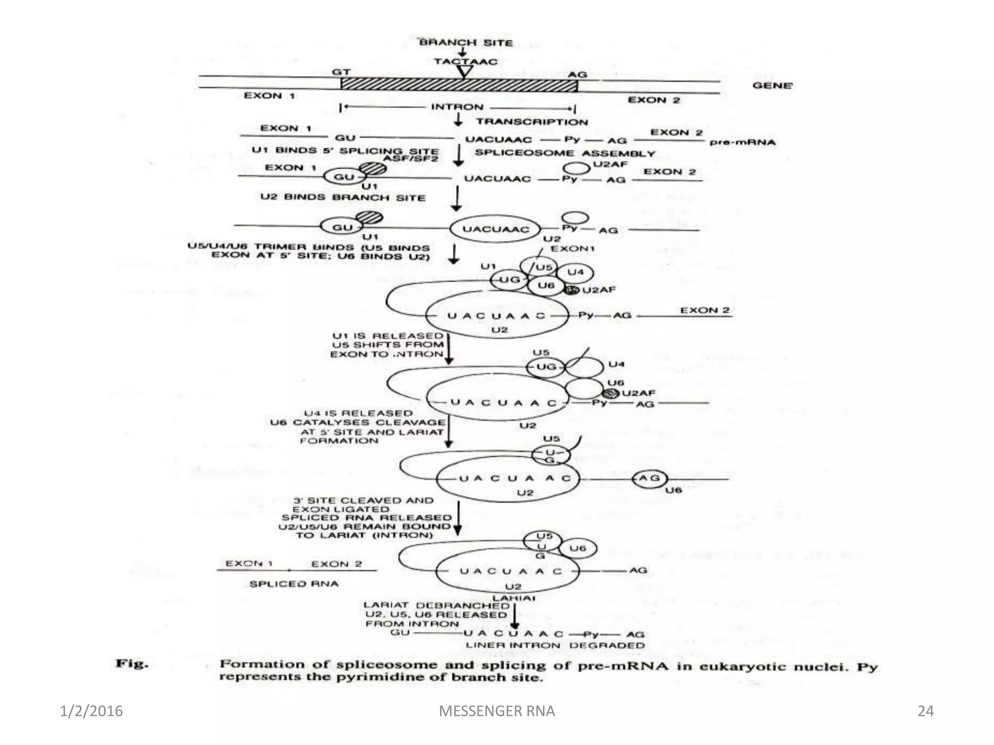 Structure And Function Of Messenger Rna Mrna Pptx Programming Languages Computing