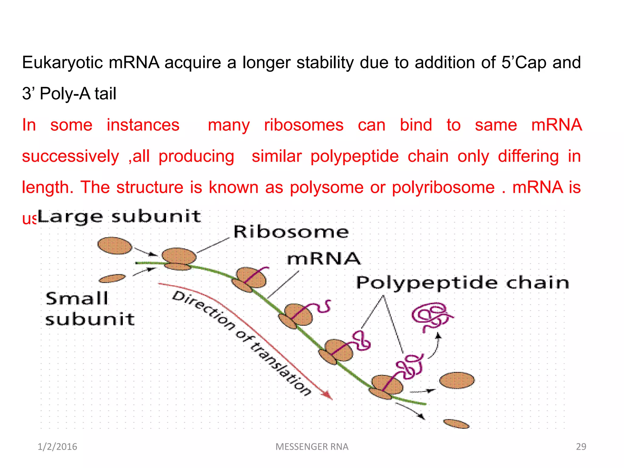 Structure And Function Of Messenger Rna Mrna Pptx Programming Languages Computing