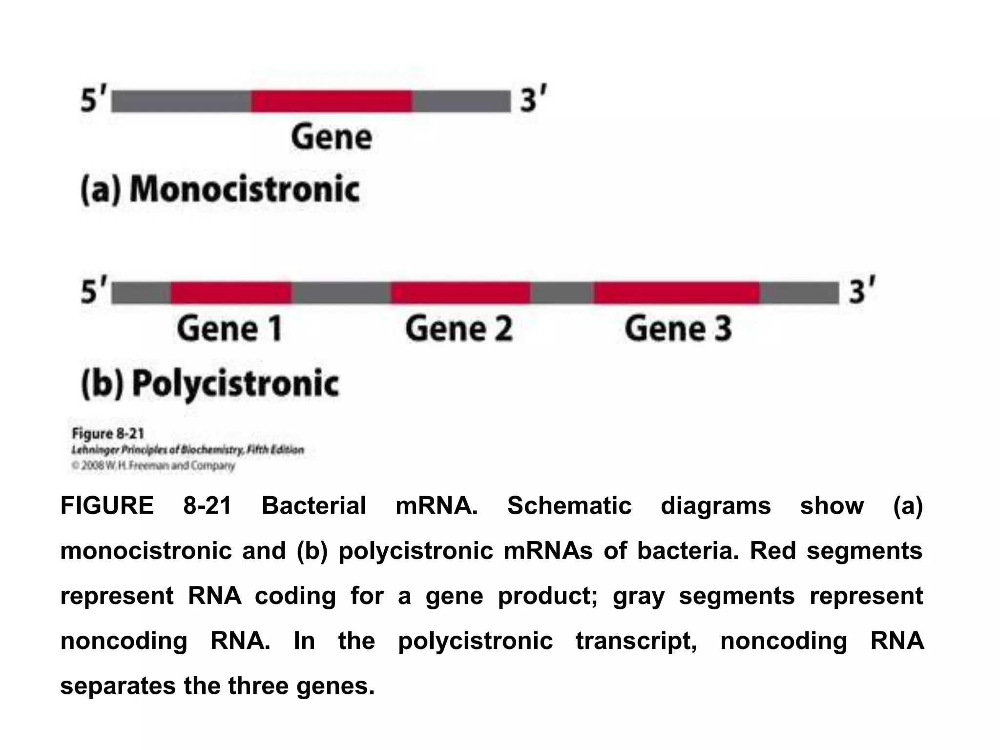 Structure And Function Of Messenger Rna Mrna Pptx Programming Languages Computing