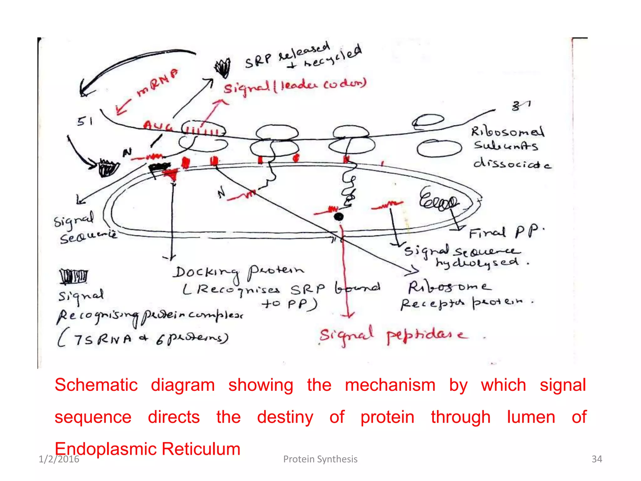 Structure And Function Of Messenger Rna Mrna Pptx Programming Languages Computing