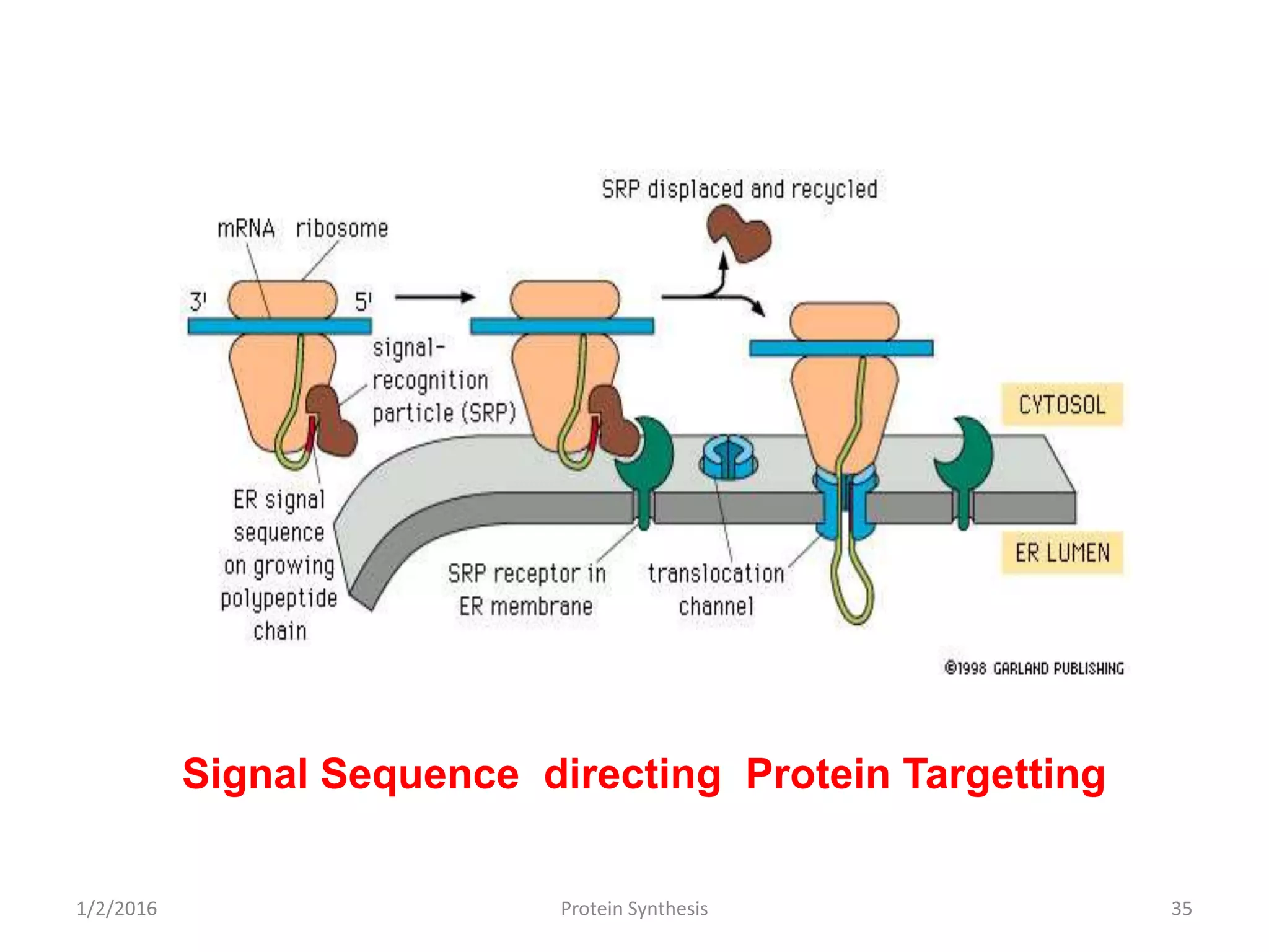 Structure And Function Of Messenger Rna Mrna Pptx Programming Languages Computing