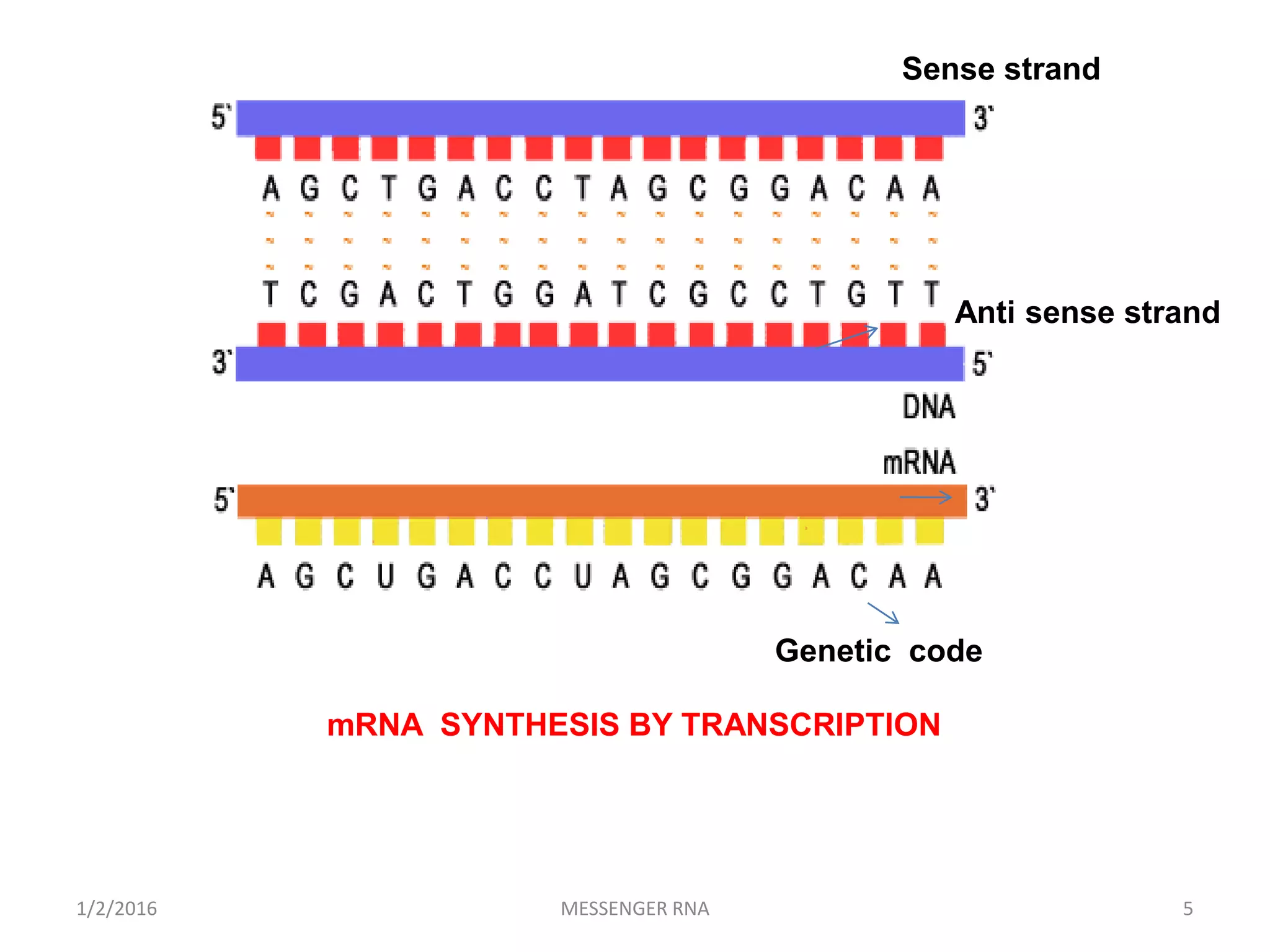 Structure And Function Of Messenger Rna Mrna Pptx Programming Languages Computing