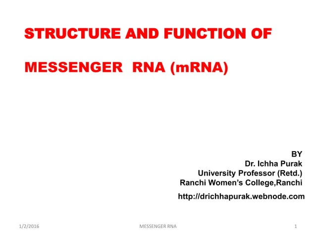 Structure And Function Of Messenger Rna Mrna Pptx Programming Languages Computing