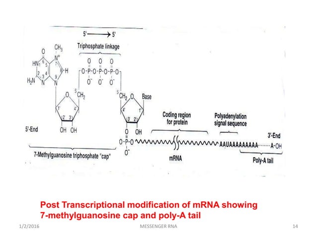 Structure And Function Of Messenger Rna Mrna Pptx Programming Languages Computing