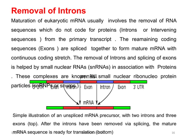 Structure and function of Messenger RNA (mRNA ) | PPTX | Programming Languages | Computing