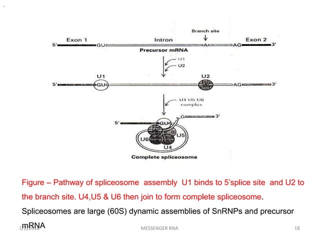 Structure and function of Messenger RNA (mRNA ) | PPTX | Programming Languages | Computing