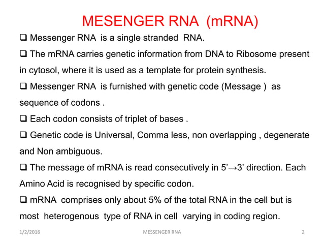 Structure And Function Of Messenger Rna Mrna Pptx Programming Languages Computing