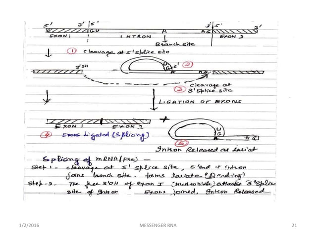 Structure and function of Messenger RNA (mRNA ) | PPTX | Programming Languages | Computing